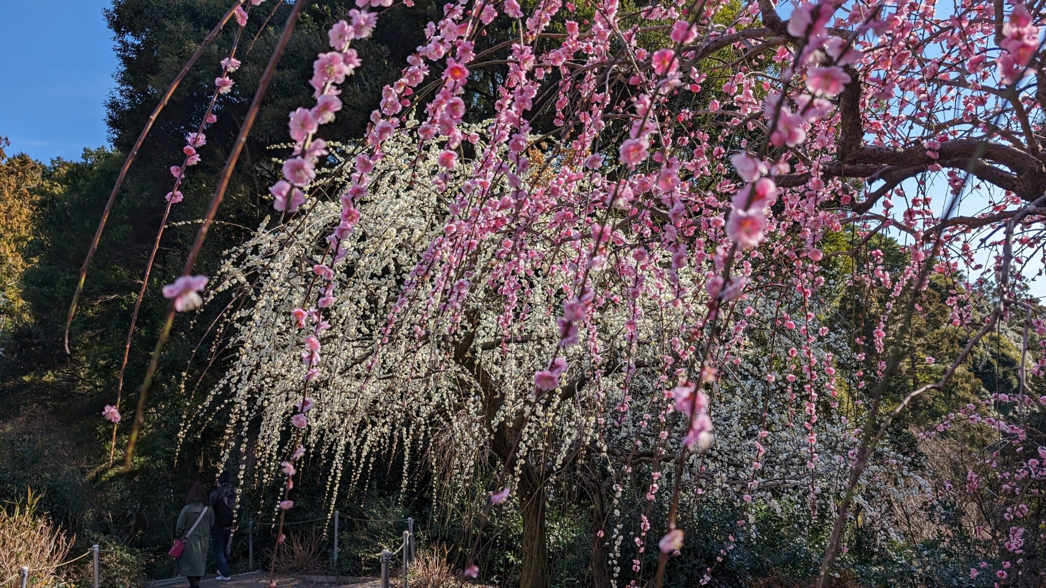 Blooming Beauty: Everything You Need to Know About Japanese Plum ...