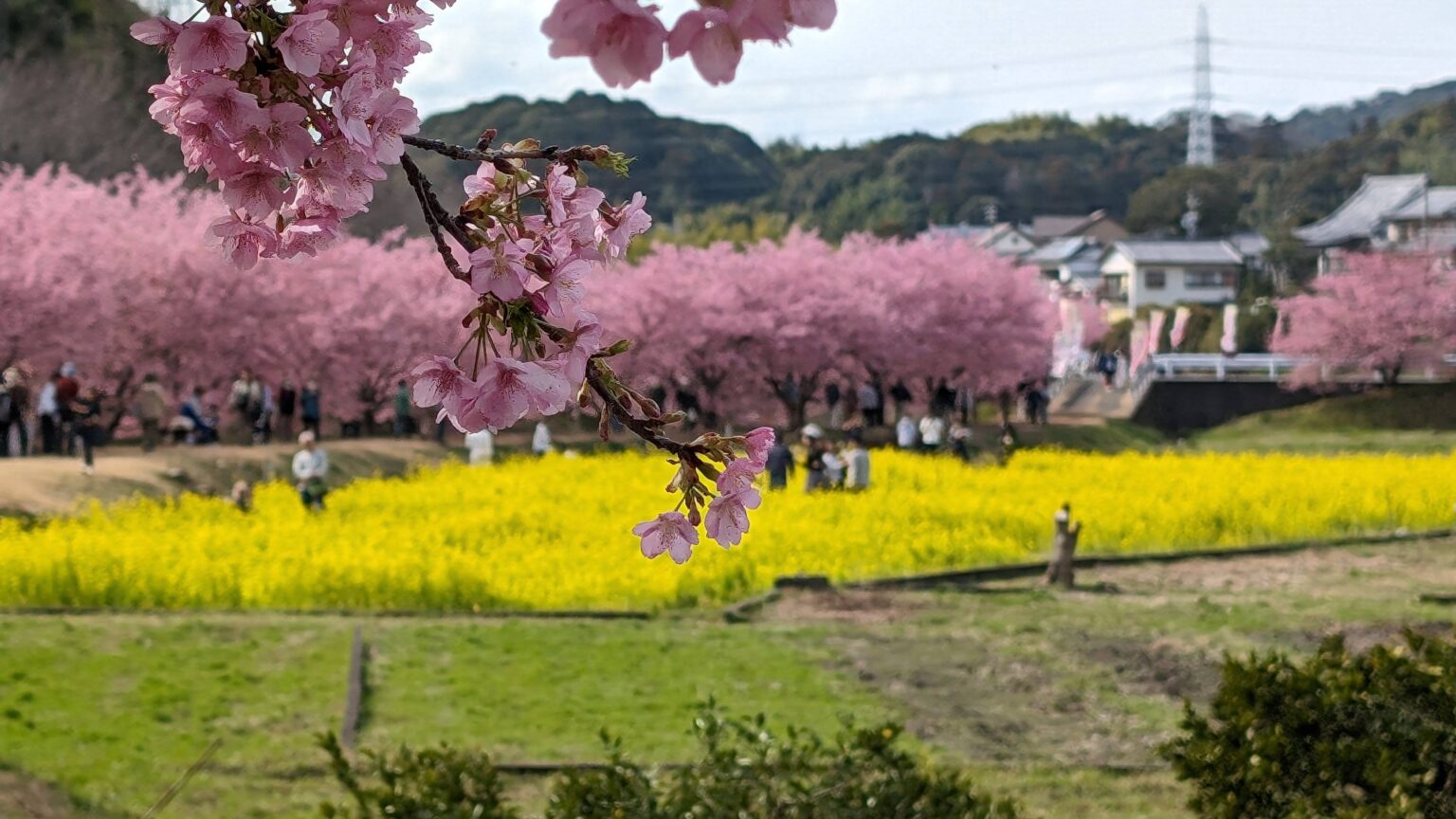 Experience Oishi Park: Lavender Fields & Mt. Fuji Views at Kawaguchiko ...