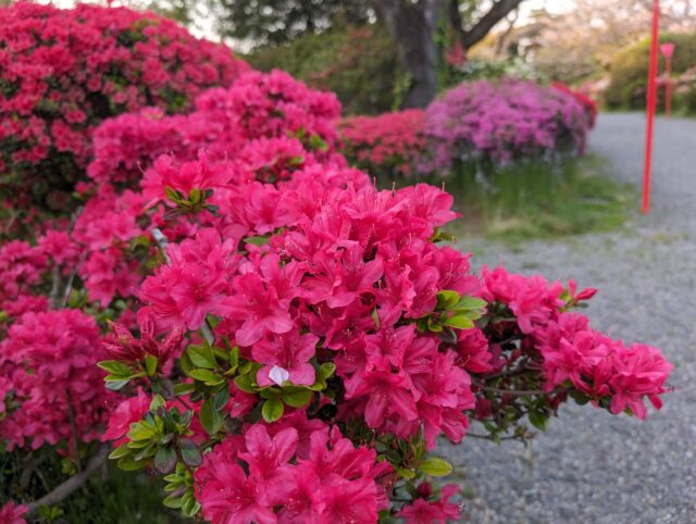 Discovering Japan’s Captivating Azalea Gardens | Blooms of Japan