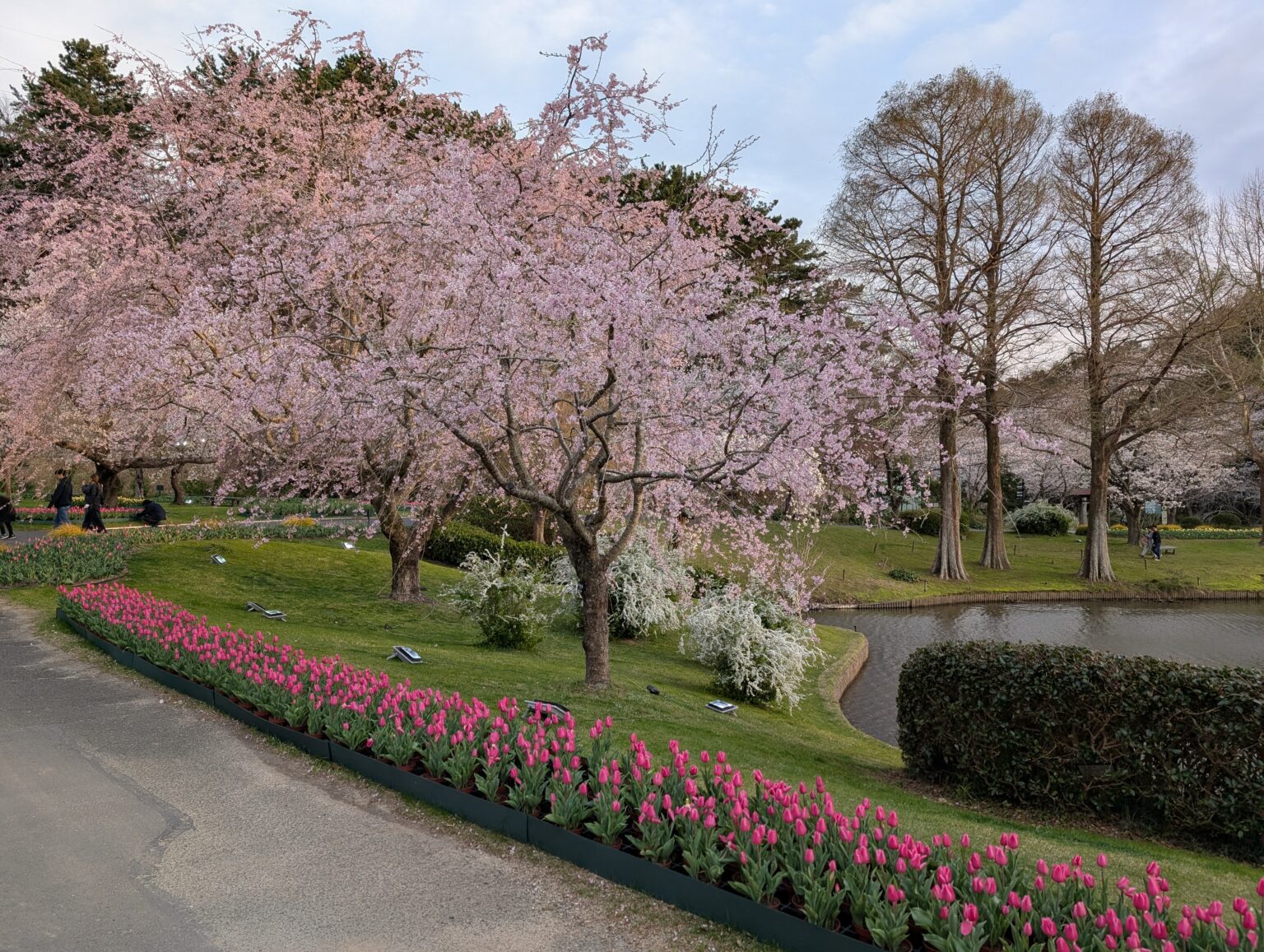 Cherry Blossom Viewing in Japan: A Local’s Guide to Hanami 2025 | Blooms of Japan