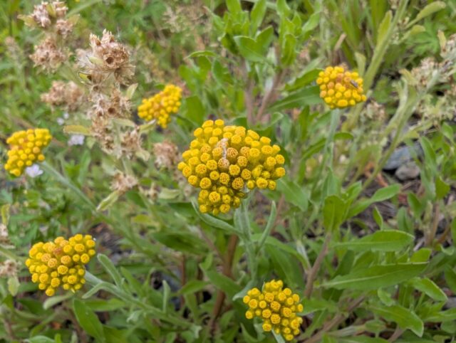 Cudweed (Hahakogusa): Japan’s Ancient Medicinal Plant with Modern ...