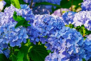 Japanese Hydrangea Varieties: From Native Ajisai to Modern Cultivars ...