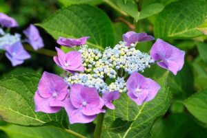 Japanese Hydrangea Varieties: From Native Ajisai to Modern Cultivars ...