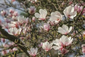 Magnolia Japan Varieties: A Guide to Japanese Garden Treasures | Blooms ...