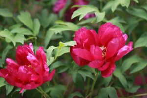 Japanese Tree Peony: Complete Guide to Growing & Cultural Heritage ...