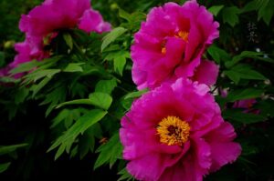 Japanese Tree Peony: Complete Guide to Growing & Cultural Heritage ...