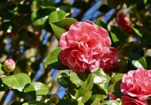 Japanese Camellia Varieties: Complete Guide to Tsubaki Cultivars from ...