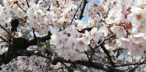 Why Japanese People Love Cherry Blossoms So Much: The Deep Cultural ...